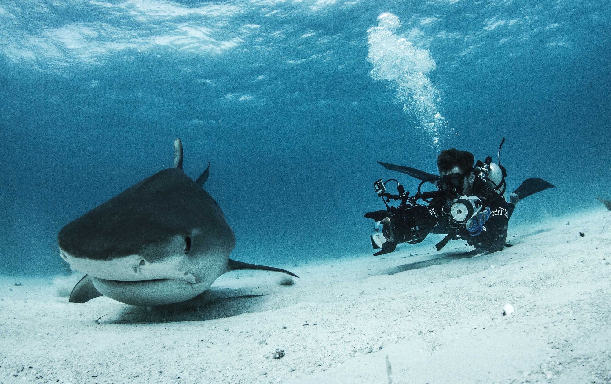 Shark Diving in The Bahamas | The Outdoor Voyage