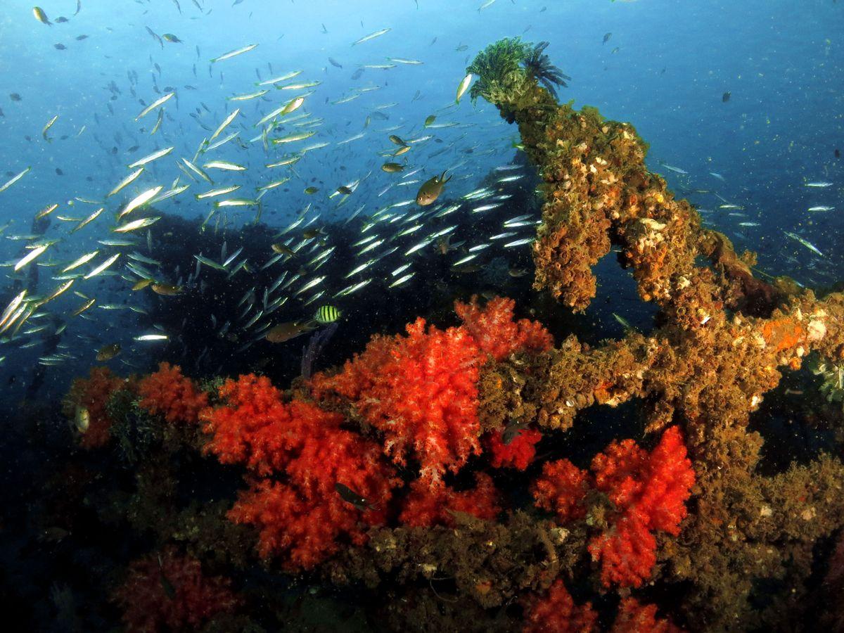 Dive and Explore the Green Heart of Borneo | The Outdoor Voyage